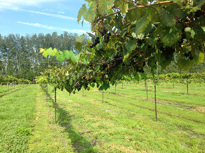 Rows of muscadine vines stretch toward the horizon, proving that Florida's agricultural magic extends well beyond its famous citrus groves.