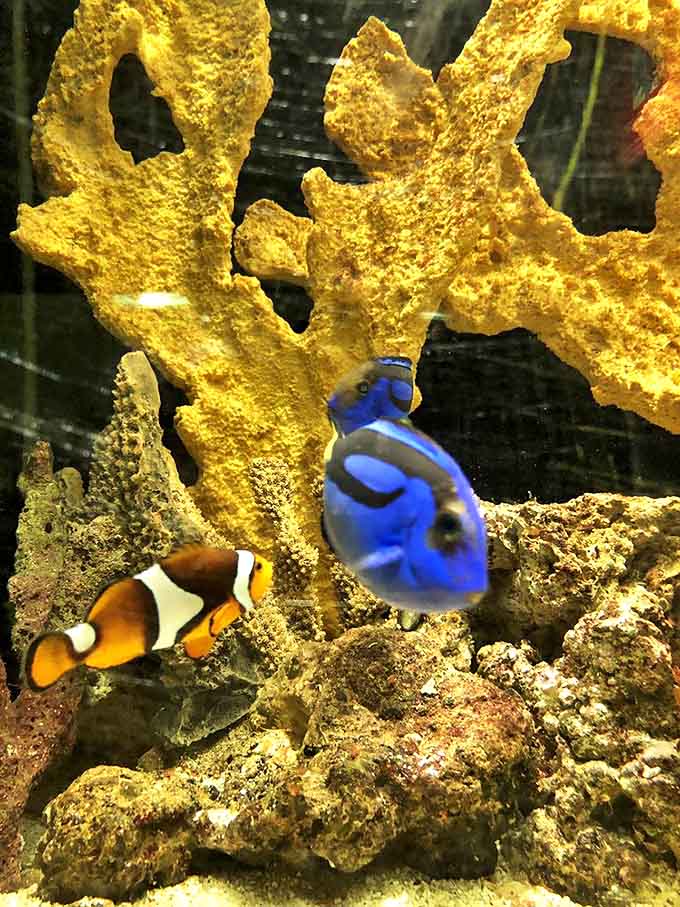 Finding Nemo comes to life as a vibrant clownfish and blue tang navigate their coral home, proving nature's color palette outshines animation.