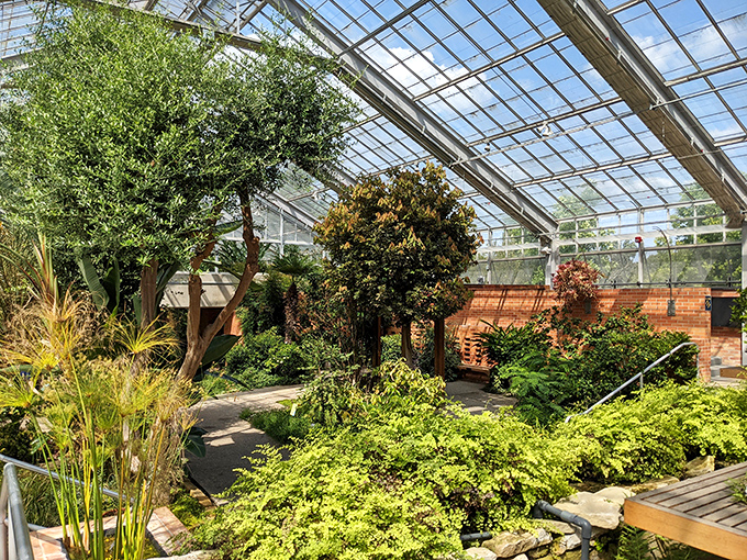 Sunlight filters through the conservatory's glass ceiling, creating a cathedral-like atmosphere where tropical plants reach skyward in green devotion.