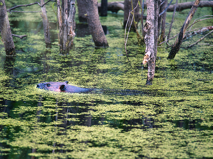 "Just keeping my nose clean!" This swimming beaver is nature's engineer, reshaping waterways and building lodges with impressive determination.