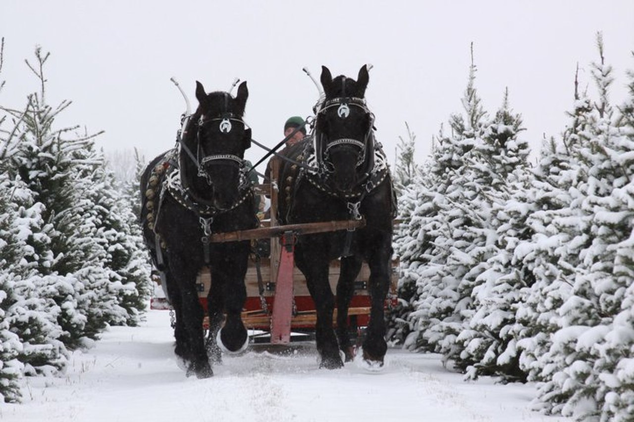 155925 119691221428750 4366883 n