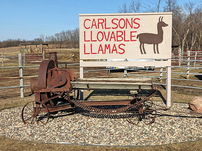 The iconic sign that welcomes visitors to llama paradise, promising (and delivering) memorable encounters with nature's most charismatic camelids.