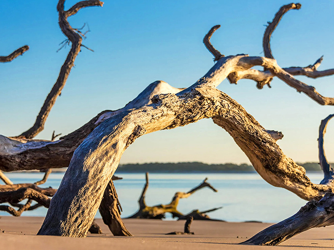 Twisted driftwood sculptures create natural art galleries on Little Talbot Island's pristine shoreline, nature's own installation art.