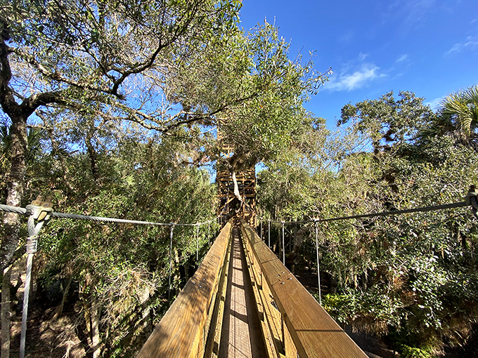 Sunlight filters through the canopy as this elevated boardwalk winds through Myakka's lush hammock, creating a magical pathway suspended between earth and sky.