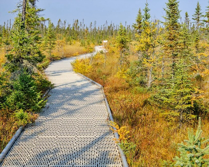 This elevated pathway winds through the bog like nature's own highway, minus the traffic jams and road rage.