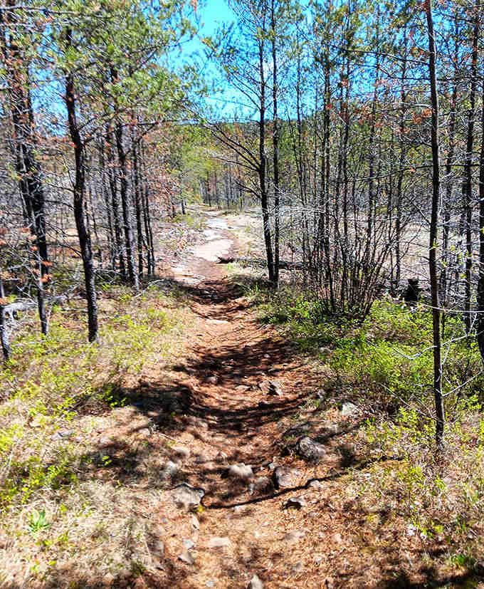 The trail winds through recovering forest, where nature's resilience is on full display after past wildfires shaped the landscape.