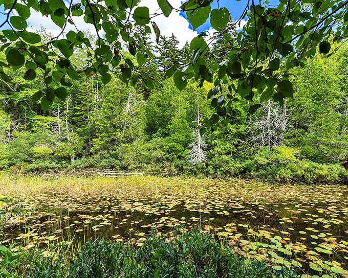 Lily pads dot the calm waters near the shore, creating nature's mosaic that changes with every gentle breeze.