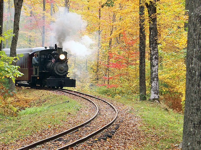 Nature puts on a spectacular show as the narrow gauge train winds through a tunnel of autumn foliage, steam billowing dramatically against golden leaves.