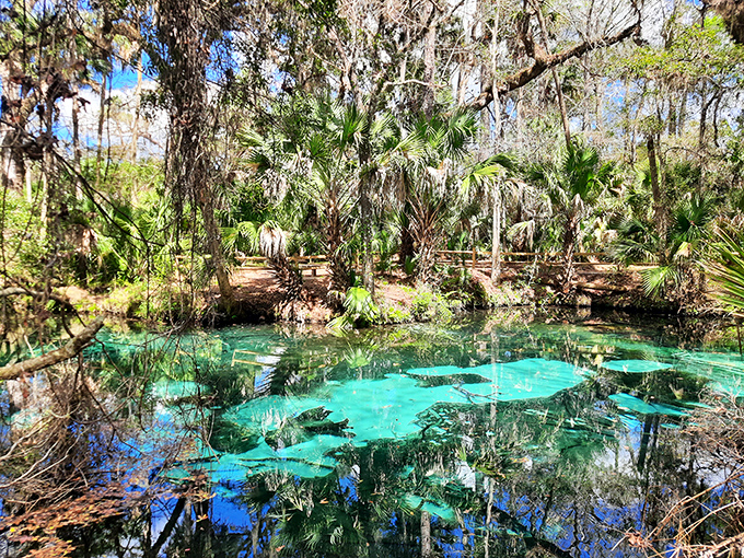 The kind of water clarity that makes you question reality. At Juniper Springs, you can count sand grains dancing on the bottom from the surface.