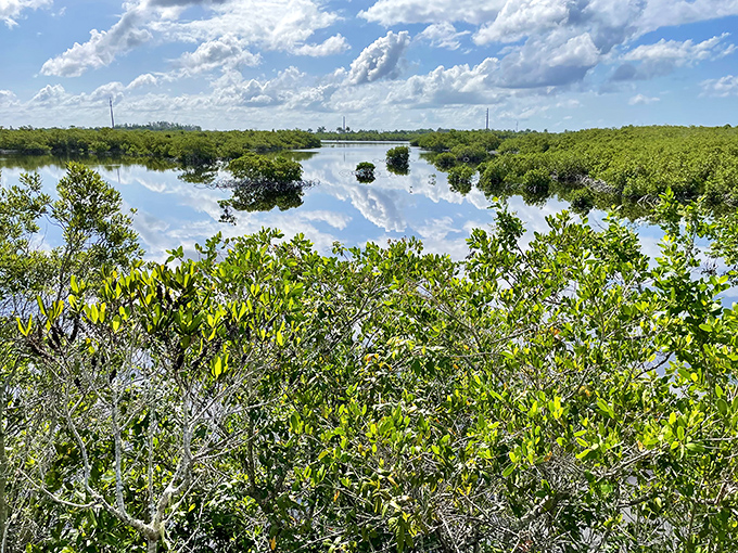 Mirror-perfect waters reflect puffy clouds, creating a double-sky effect where mangroves stand guard between two heavens.