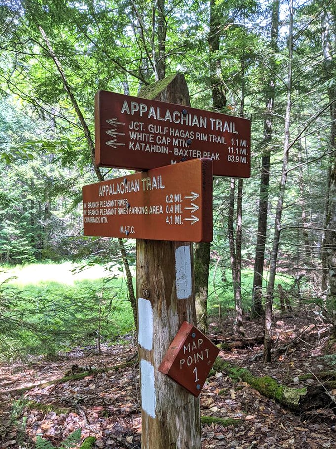 Trail markers stand sentinel in the dappled forest light, pointing adventurous souls toward Katahdin and Gulf Hagas' hidden wonders.