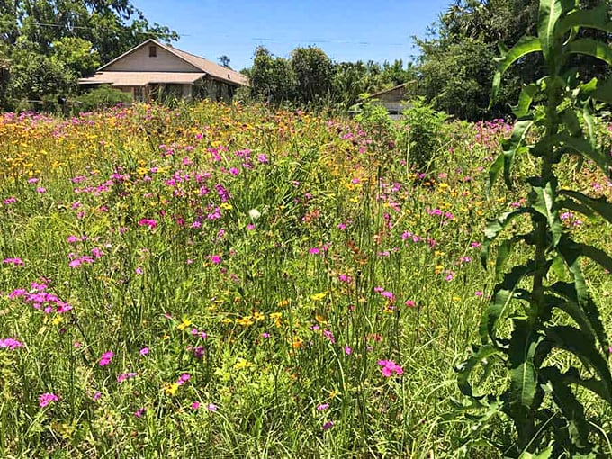 Nature's garden in full bloom &ndash; wildflowers carpet the landscape along the Big Bend Scenic Byway, creating a colorful tapestry.