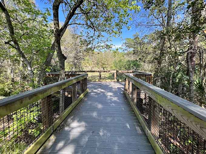 The boardwalk stretches through wetlands like nature's own red carpet, minus the paparazzi but with significantly better views and fresher air.