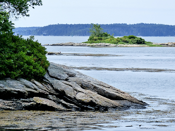 Where forest meets shoreline at Porter Preserve &ndash; the rocky coastline creates nature's perfect boundary between worlds.