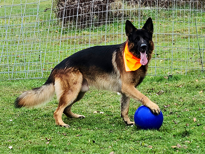 This playful shepherd, sporting a bright orange bandana, demonstrates the perfect balance of dignity and joy while guarding a treasured blue ball.