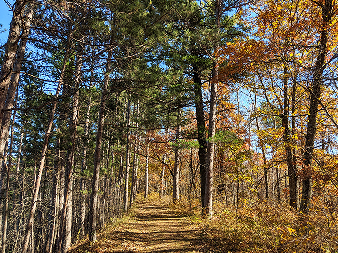 Autumn paints this forest trail in gold and amber, creating a tunnel of color that beckons adventurous souls.