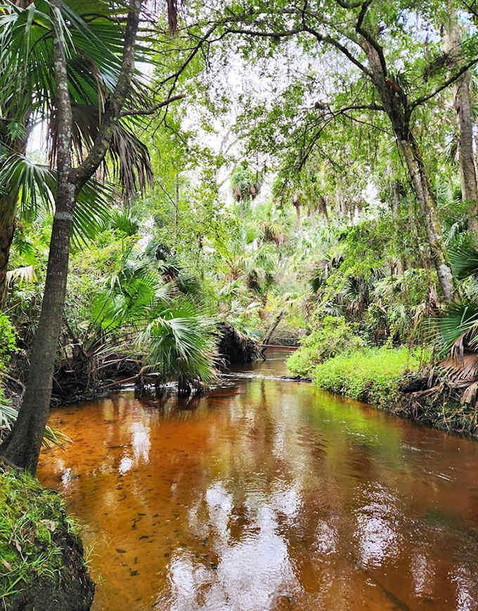The creek's amber waters aren't pollution – they're nature's own tea, steeped with tannins that create this mesmerizing golden mirror.