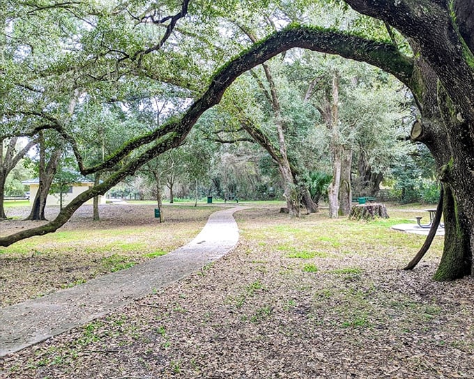 Nature's perfect archway: Ancient oaks create a living tunnel, as if the trees themselves are ushering you into their secret world.