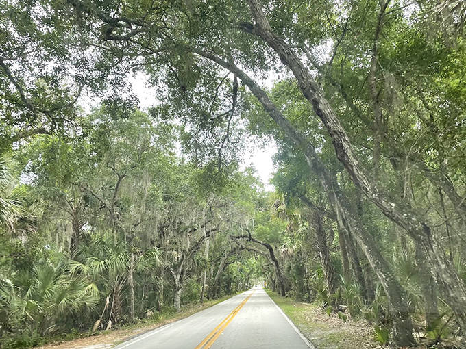 Driving beneath this natural cathedral of moss-draped oaks feels like entering a secret world where time slows deliciously.