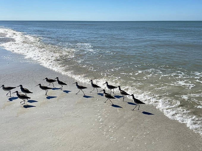 Shore birds play tag with the waves, leaving tiny footprints like nature's own Morse code along the water's edge.