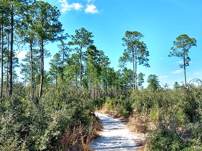 The sandy path winds through towering pines, creating a natural corridor that beckons adventurers forward with promises of hidden treasures ahead.