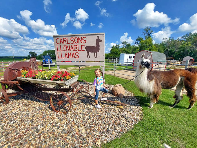 The welcoming entrance to Carlson's Llovable Llamas, where rustic farm charm meets fluffy ambassadors ready to greet visitors with dignified curiosity.