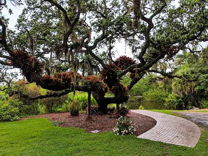 Ancient oaks draped with air plants create a scene so beautiful it belongs on a postcard or your screensaver.