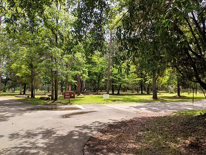 Tranquility awaits in the shaded groves of the Apalachicola National Forest, where dappled sunlight plays through ancient trees.