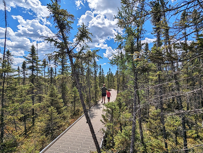 Walking above the wetland on this sturdy boardwalk beats sinking into muck by approximately one million percent.