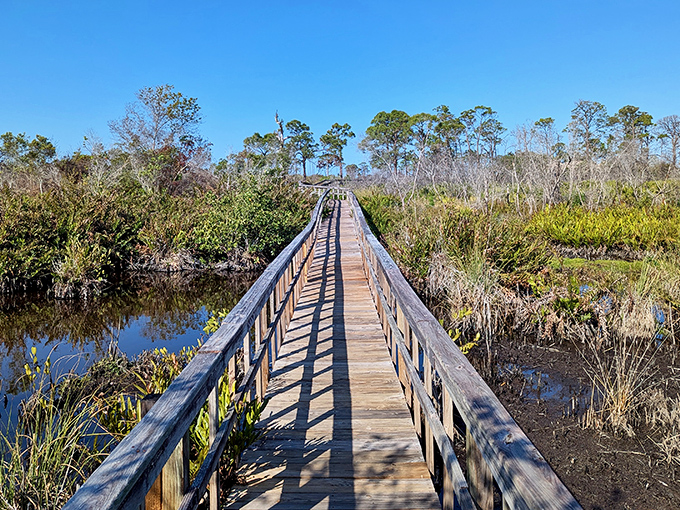 The boardwalk zigzags through wetlands like a wooden serpent, each turn promising new discoveries in this untamed Florida landscape.