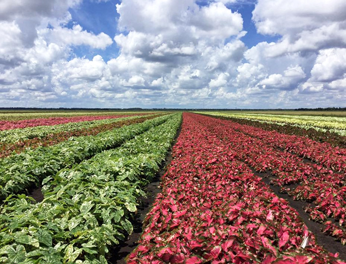 A patchwork quilt of living color &ndash; Lake Placid's caladium fields stretch toward the horizon like nature's own abstract painting.