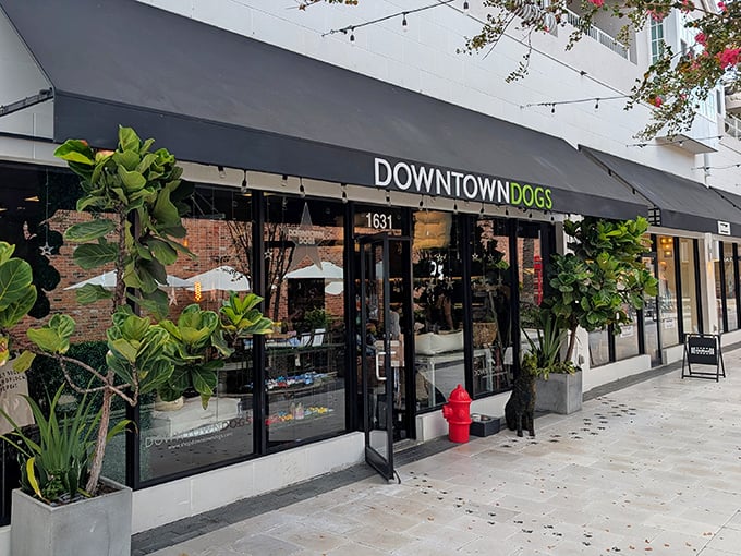 Downtown Dogs welcomes four-legged fashionistas with open arms and gourmet treats, proving that style isn't just for humans in this pet-friendly paradise.