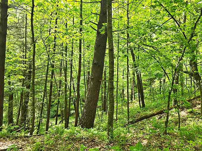 Forest: Sunlight filters through a cathedral of trees, creating a dappled paradise where hikers and llamas alike find respite from the everyday world.