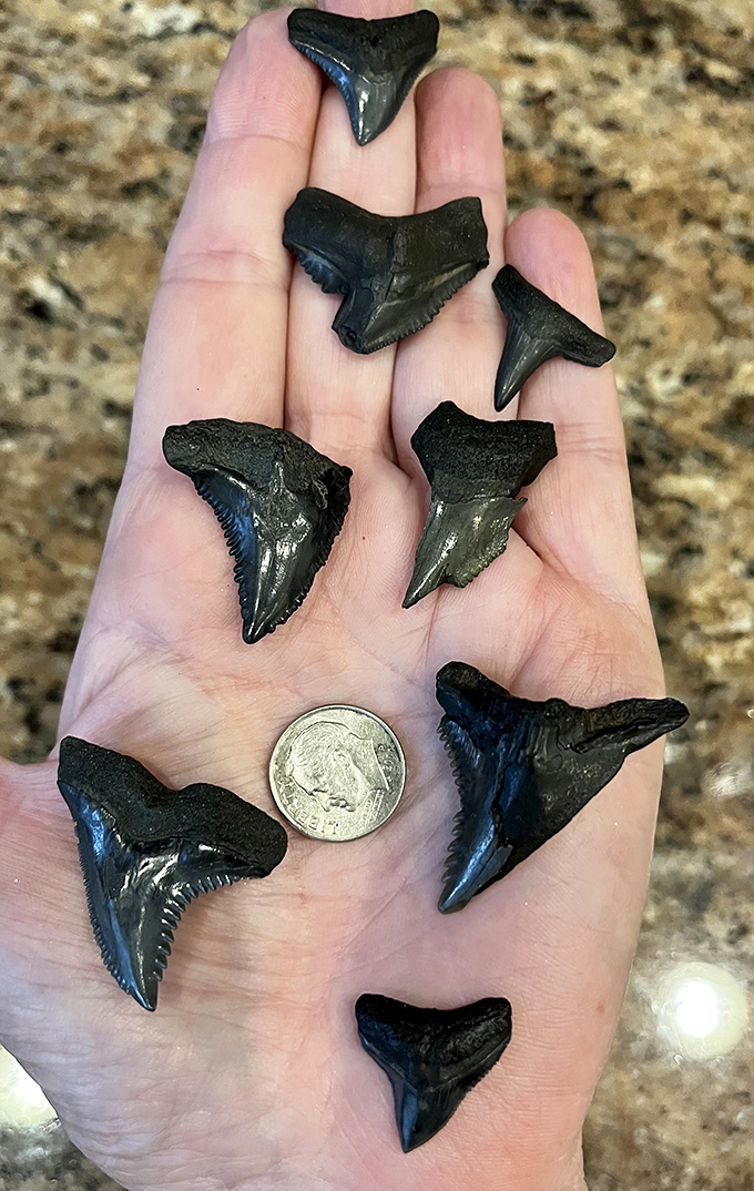 Jackpot! A handful of gleaming megalodon teeth, each one a perfect prehistoric souvenir from Florida's ancient seas.