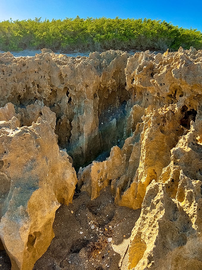Nature's sculpture garden! These ancient limestone formations create an otherworldly landscape that's been millions of years in the making.