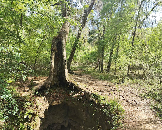 Mother Nature playing tricks again! A massive tree roots dramatically over this sinkhole entrance, creating a natural archway to adventure.