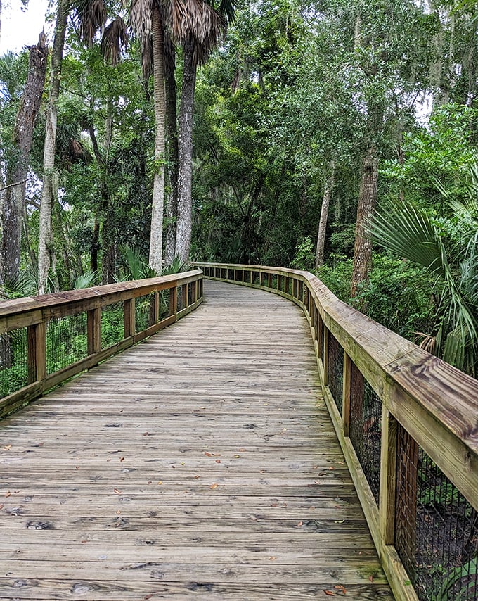This wooden boardwalk curves gracefully through cypress trees, offering safe passage over swampy terrain while showcasing Florida's wild beauty from above.