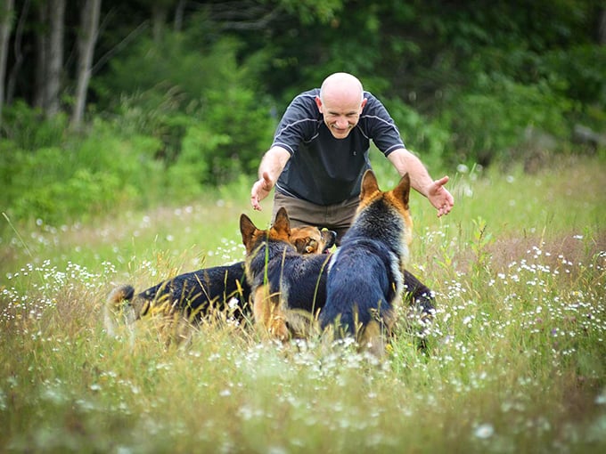Pure canine bliss unfolds as these German Shepherds engage with their human companion, showcasing the special bond formed on these unique Maine trails.