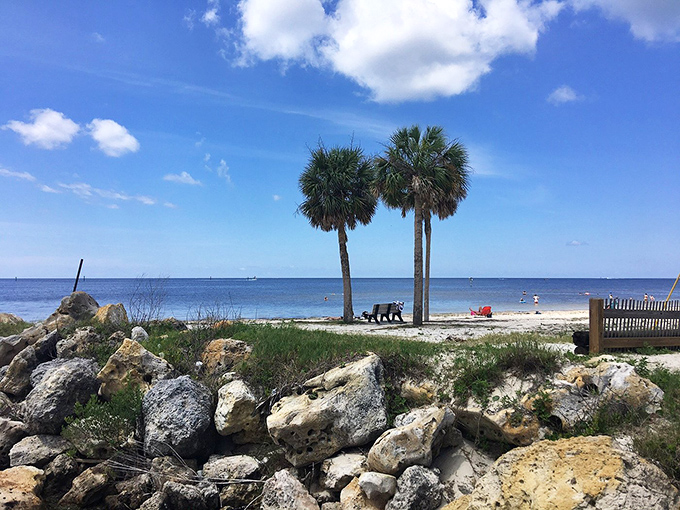 Twin palms frame this perfect sunset spot, where locals gather to witness nature's nightly masterpiece over tranquil waters.