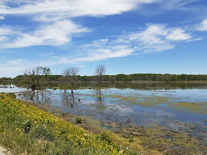 Water, water everywhere! These wetlands serve as nature's nursery, filtering water and providing critical habitat for countless critters.