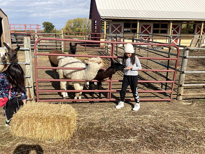 Young visitors experiencing the thrill of feeding llamas through metal pens &ndash; those expressions of delight are the universal language of first llama encounters.