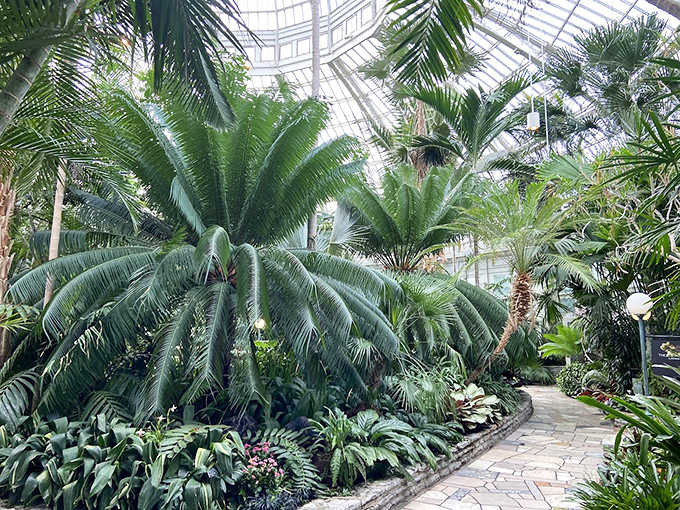 Step into the Palm Dome and feel Minnesota winter melt away &ndash; these tropical giants have never seen snow but thrive under the glass canopy.