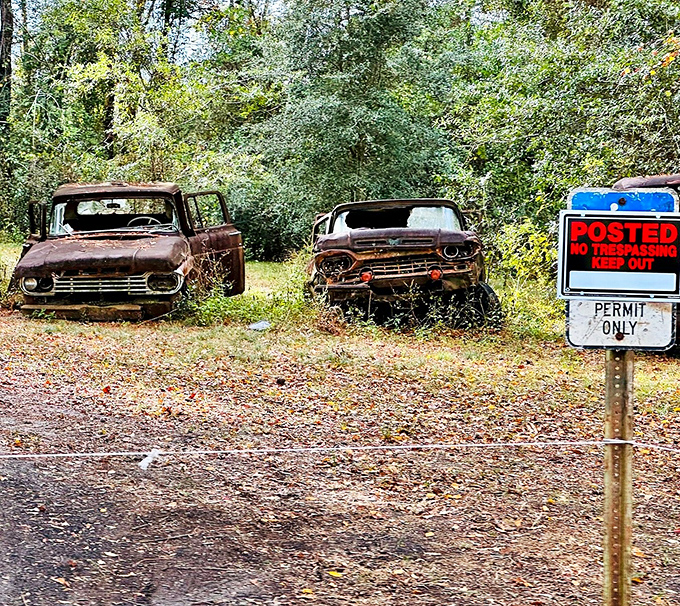 Time stands still at this roadside collection of vintage Ford trucks slowly returning to nature, creating an unexpected roadside gallery of automotive history.