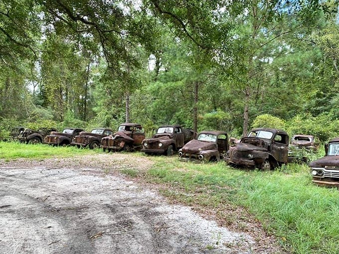 A row of rusted trucks from America's automotive golden age creates an eerie yet fascinating display along a quiet North Florida road.
