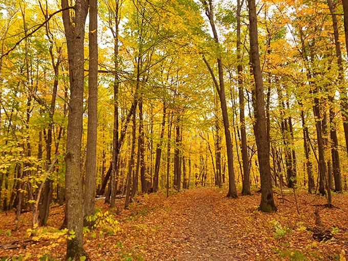 Fall's fiery palette explodes through Kathio's ancient forest &ndash; Mother Nature showing off her artistic side with abandon.