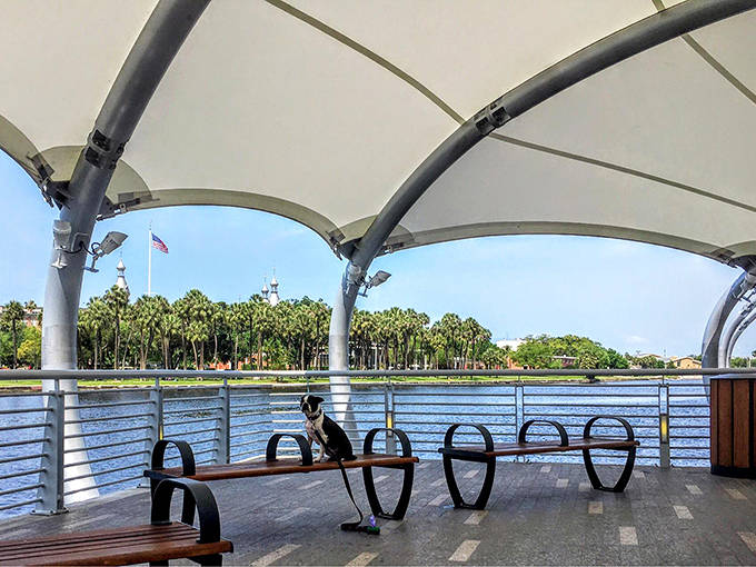 These artistic benches aren't just functional &ndash; they're waterfront thrones where anyone can feel like Tampa royalty while watching the river flow by.