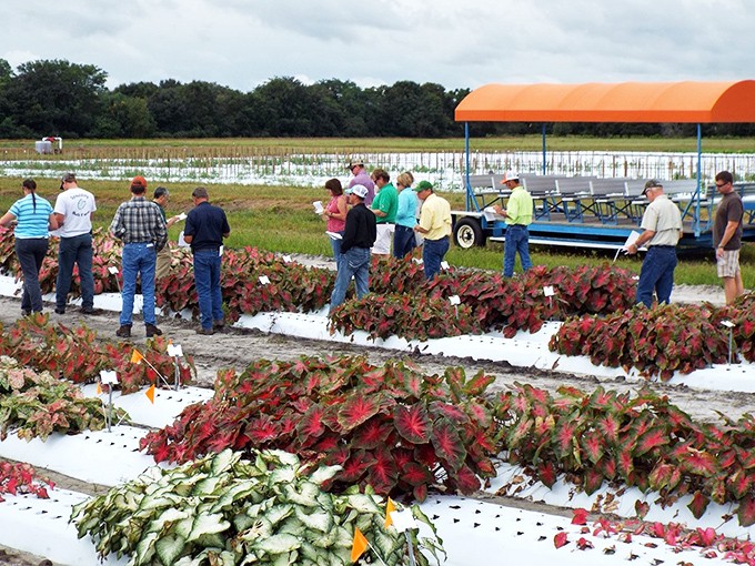 Caladium enthusiasts gather to admire nature's palette during field day &ndash; where farming meets art in vibrant rows of heart-shaped leaves.