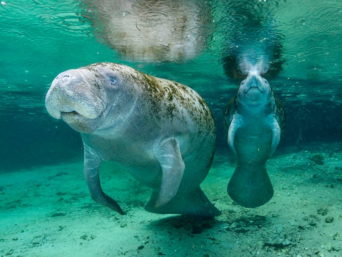 Talk about a close-up! These gentle sea potatoes have perfected the art of the curious side-glance.