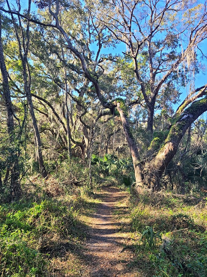 A pathway through paradise: Dappled sunlight filters through Spanish moss, creating nature's own light show on this enchanted trail.