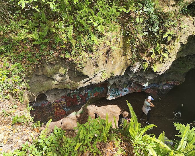 Looking down into nature's basement. This overhead view reveals the surprising depth of Florida's limestone features, with ferns adding tropical flair.